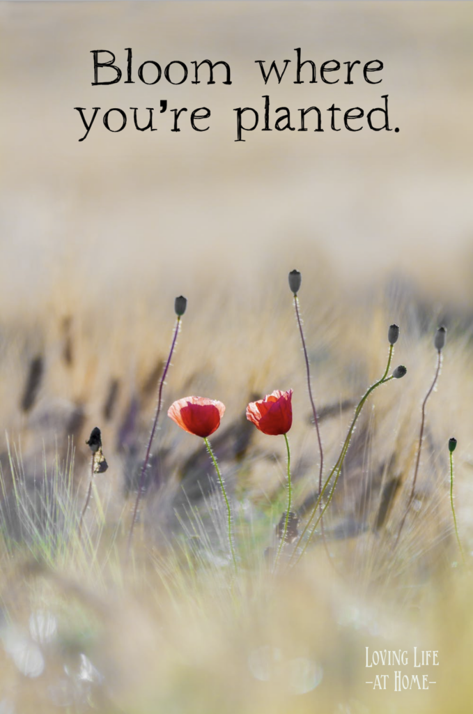 Bloom Where You are Planted - Loving Life at Home